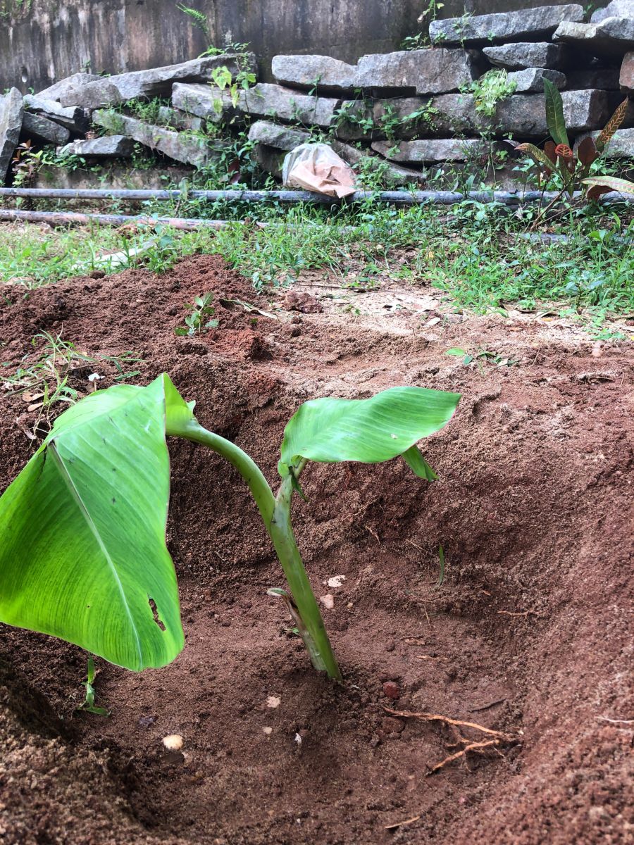 Agnes Towards Community (ATC) Leads Plantation Drive for a Sustainable ...